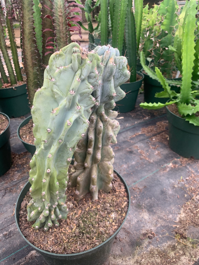 Monstrous Cacti 10” | PlantlyAddicted
