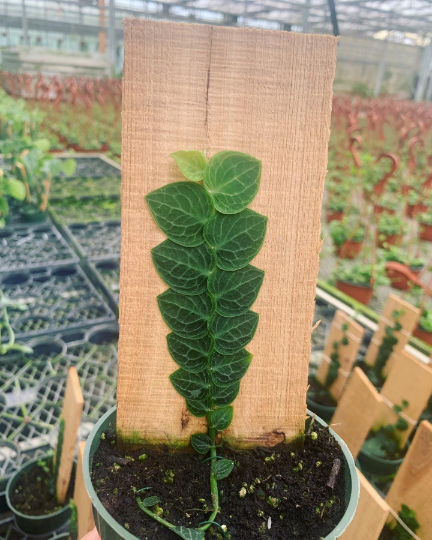 Shingle Board 4” - Climbing plant(rare) | PlantlyAddicted